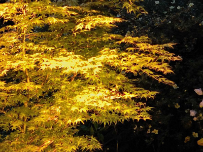 Darren Mayhew Creative Artwork & Design | Design